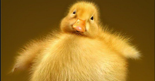 Fat Duck