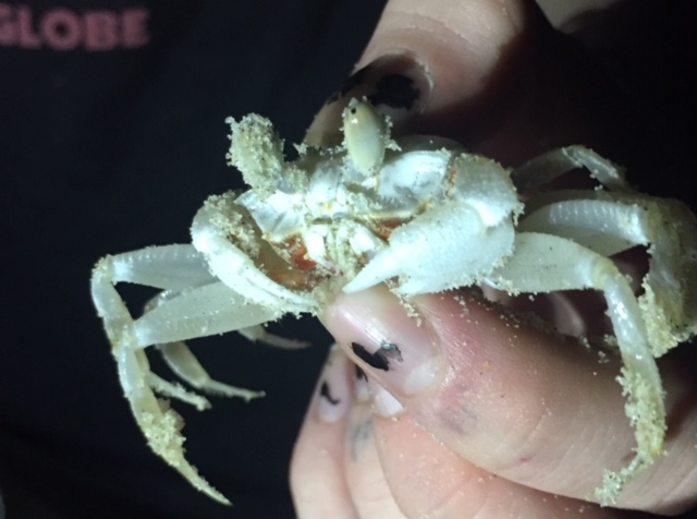 The bleeding obvious – housegoeshome