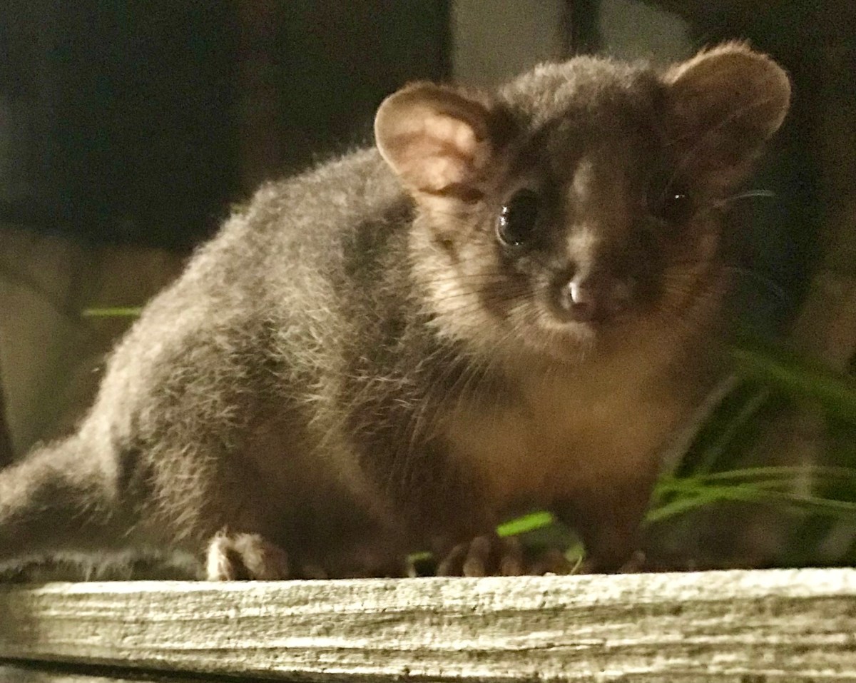 Hello possums – housegoeshome